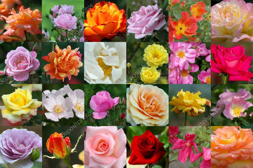 Rose collection Stock Photo by ©miltonia 1658677