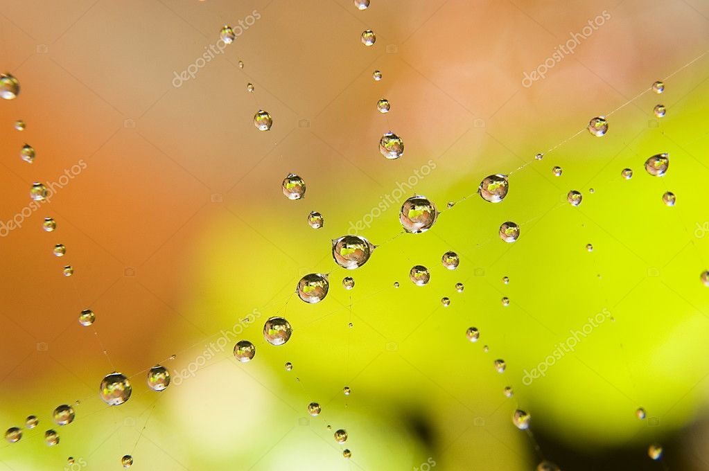 Water drops on spider web Stock Photo by ©johnnychaos 1747528