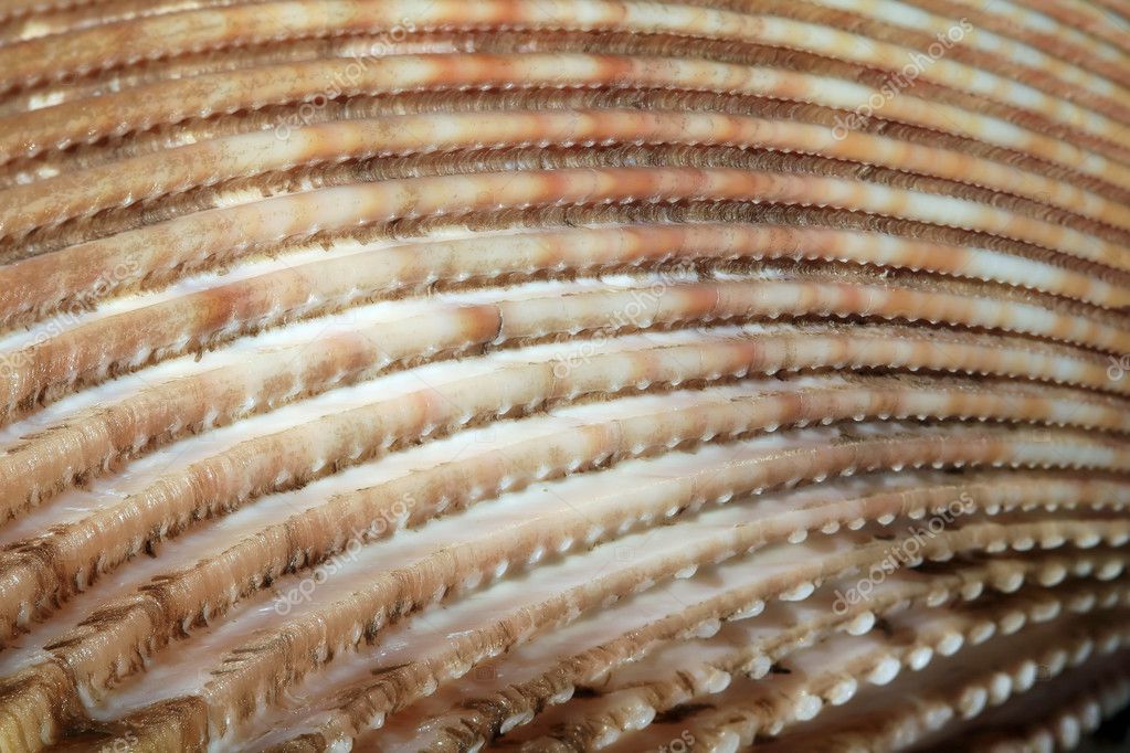 Natural Shell Structures Examples