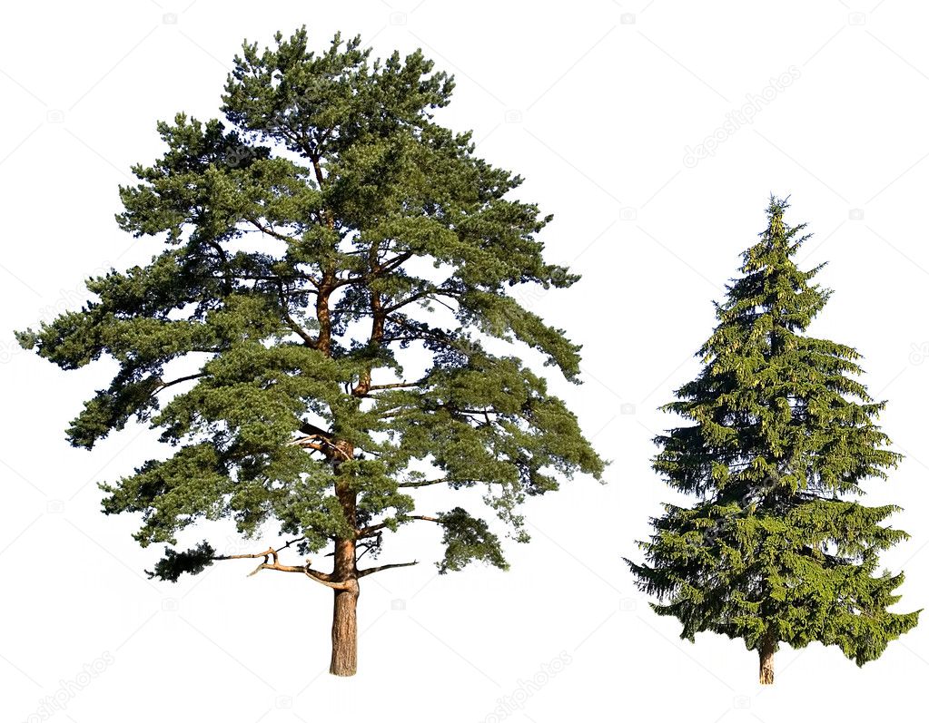 Fir and pine Stock Photo by ©Dr.PAS 1722117
