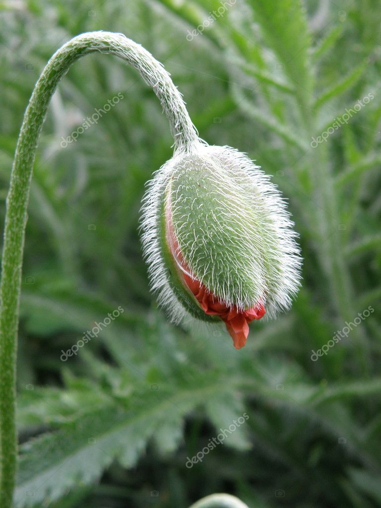 Poppy bud — Stock Photo © KyorL_ #1728010 Poppy bud — Stock Photo © KyorL_ #1728010