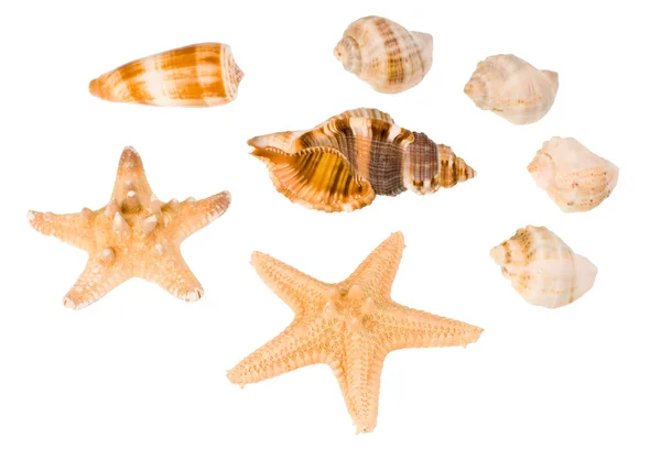 Star-fish and seashells Stock Photo by ©Sergios 1798254