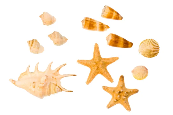Star-fish and seashells Stock Photo by ©Sergios 1798254