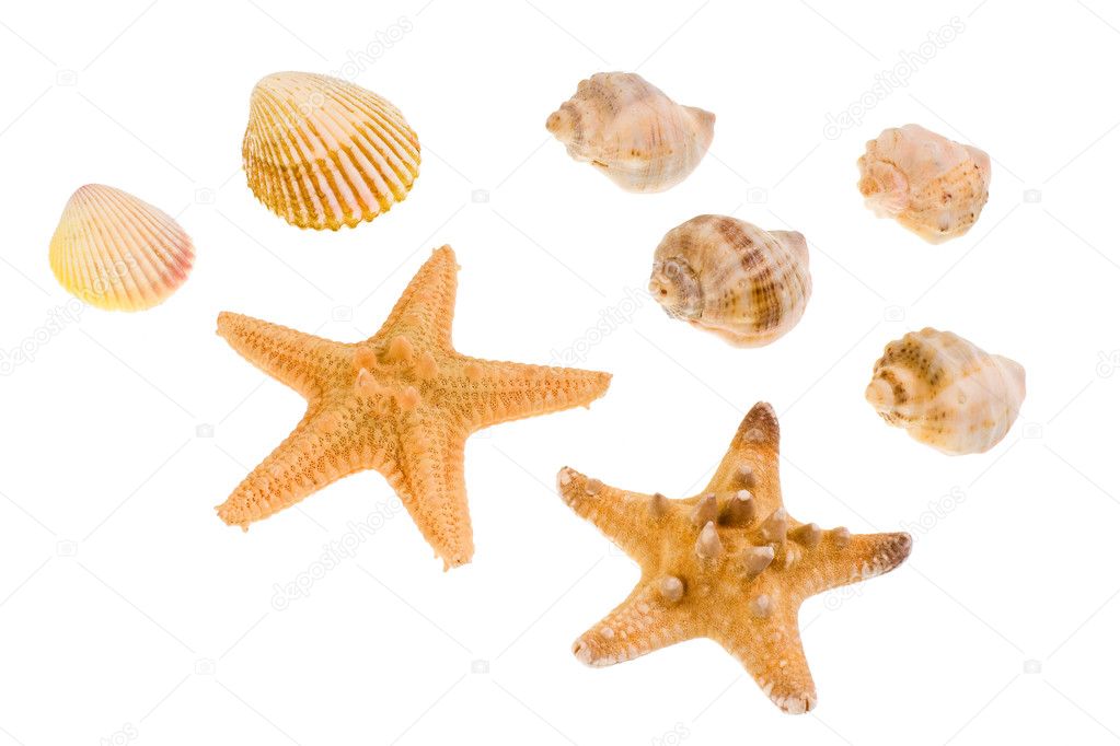 Star-fish and seashells Stock Photo by ©Sergios 1798254