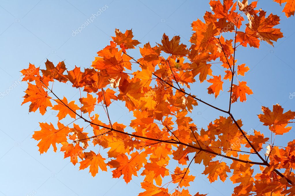 Red maple branch — Stock Photo © Sergios #1798338