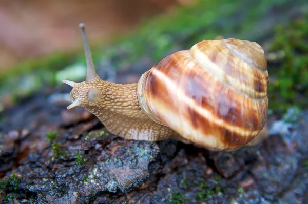Snail — Stock Photo © Sergios #1855437