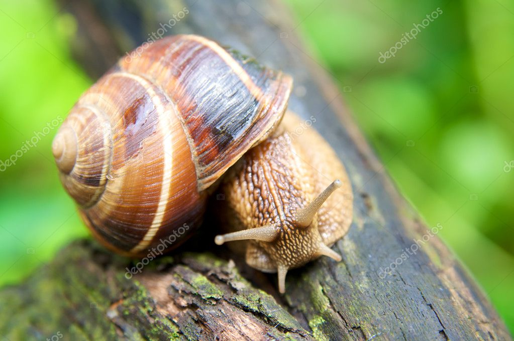 Snail — Stock Photo © Sergios #1855437