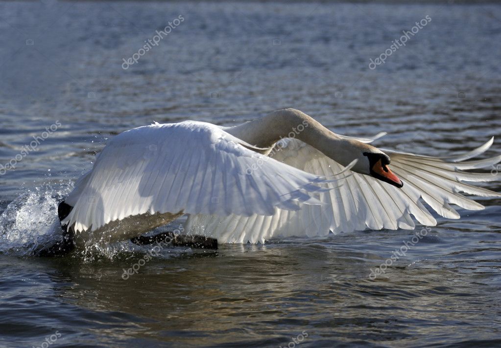 Flying swan — Stock Photo © jazavac #1680457