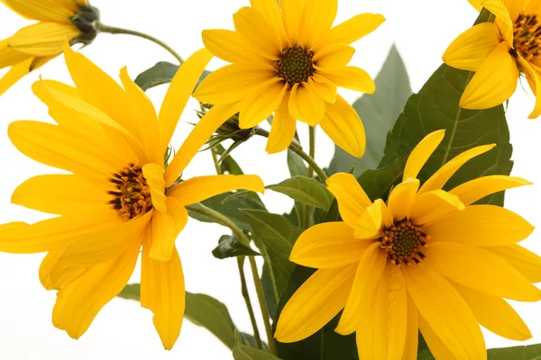 Bunch of wildflowers Stock Photo by ©nito103 10279945