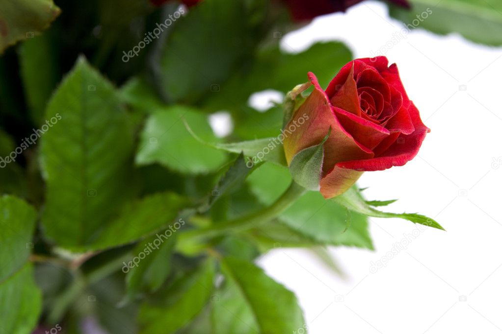 Red rose — Stock Photo © Robootb #1782369