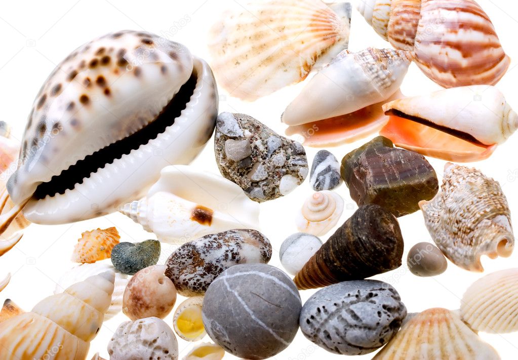 Beautiful seashells isolated on white Stock Photo by ©Ragnarocks 1938101