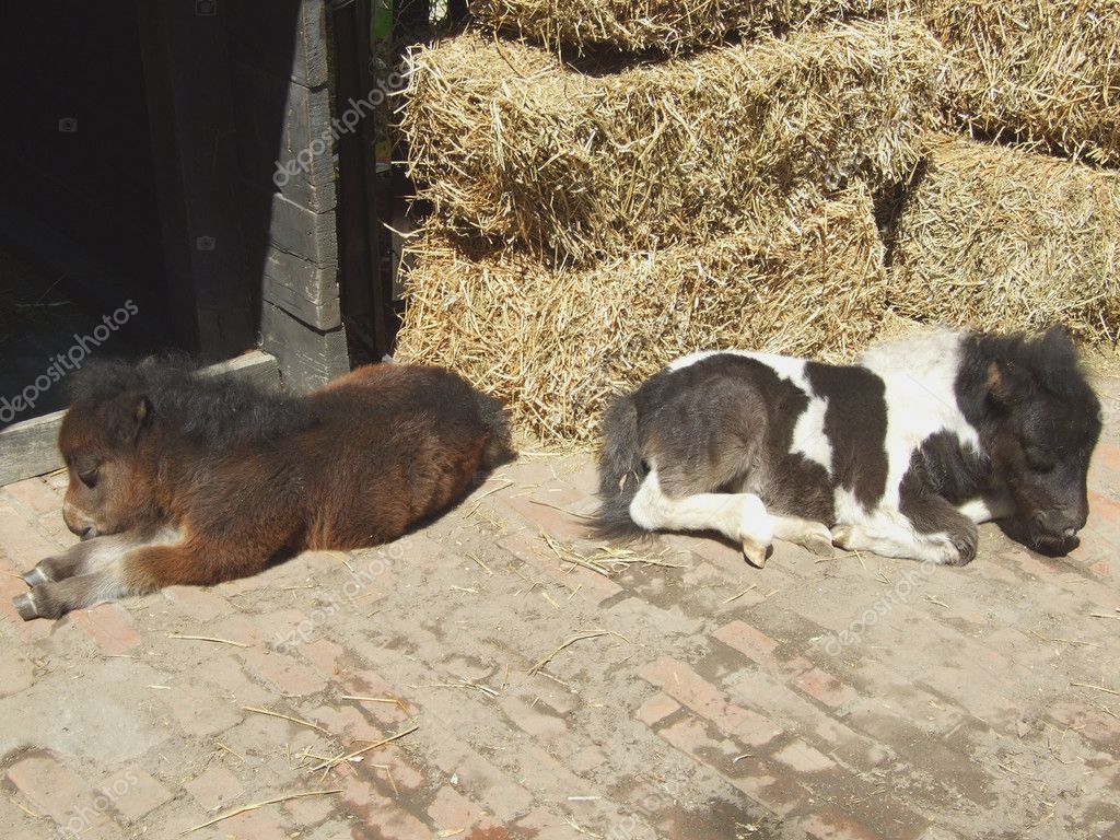 Two little pony Stock Photo by ©goceristeski 1762601