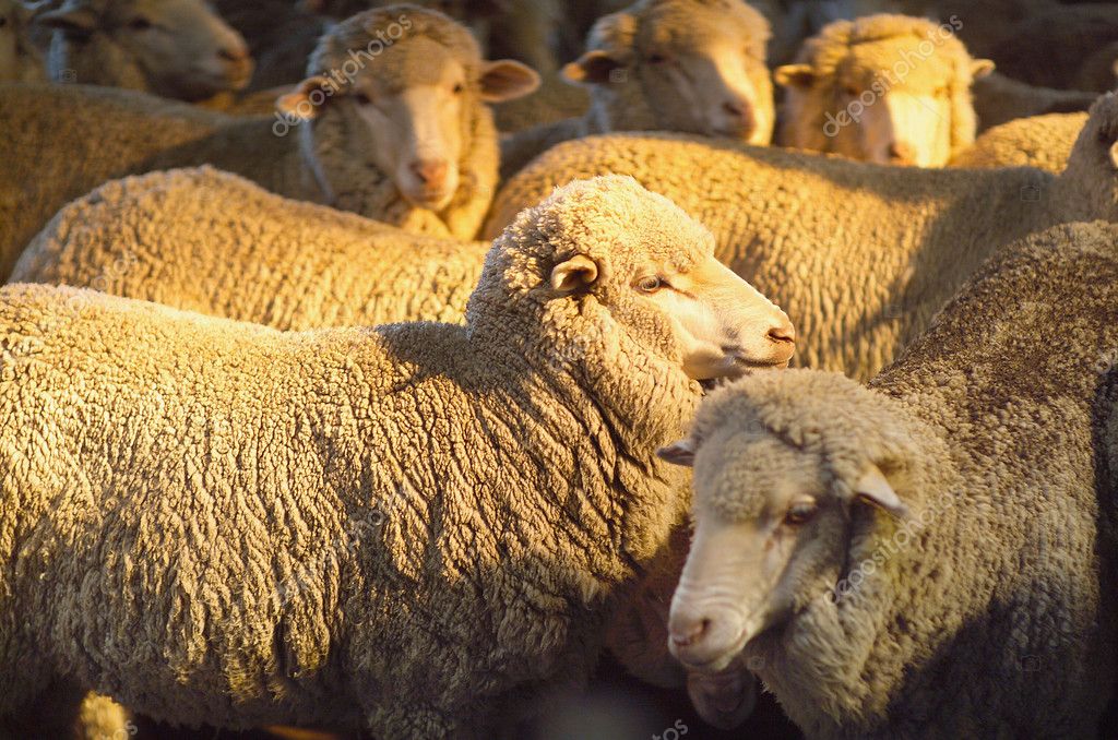 Merino Sheep — Stock Photo © slovegrove #1766662