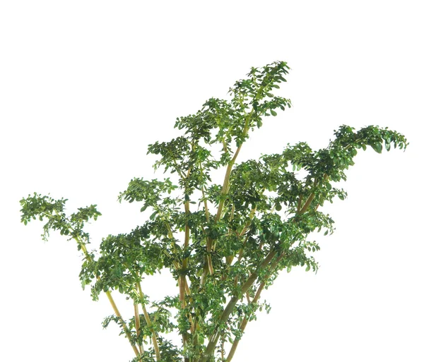 Beautifull green tree on a white background in high definition — Stock ...