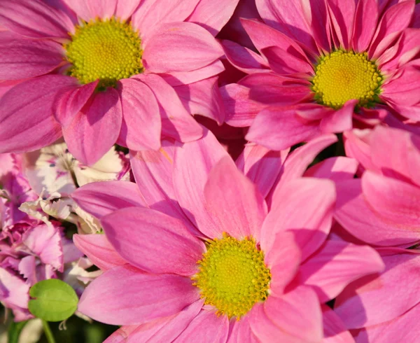 Pink daisies Pictures, Pink daisies Stock Photos & Images | Depositphotos®
