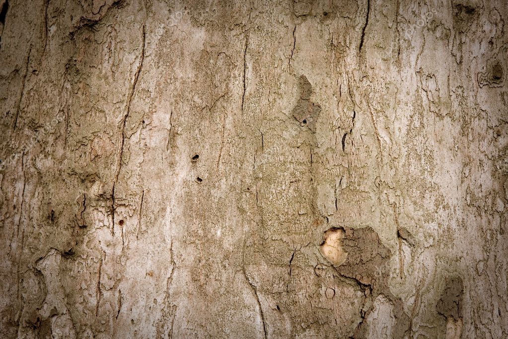 Old tree bark background Stock Photo by ©olechowski 1841801