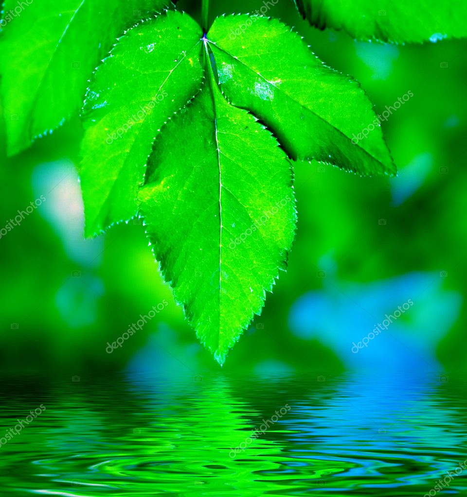 Natural leaves background — Stock Photo © Photocreo #2044192