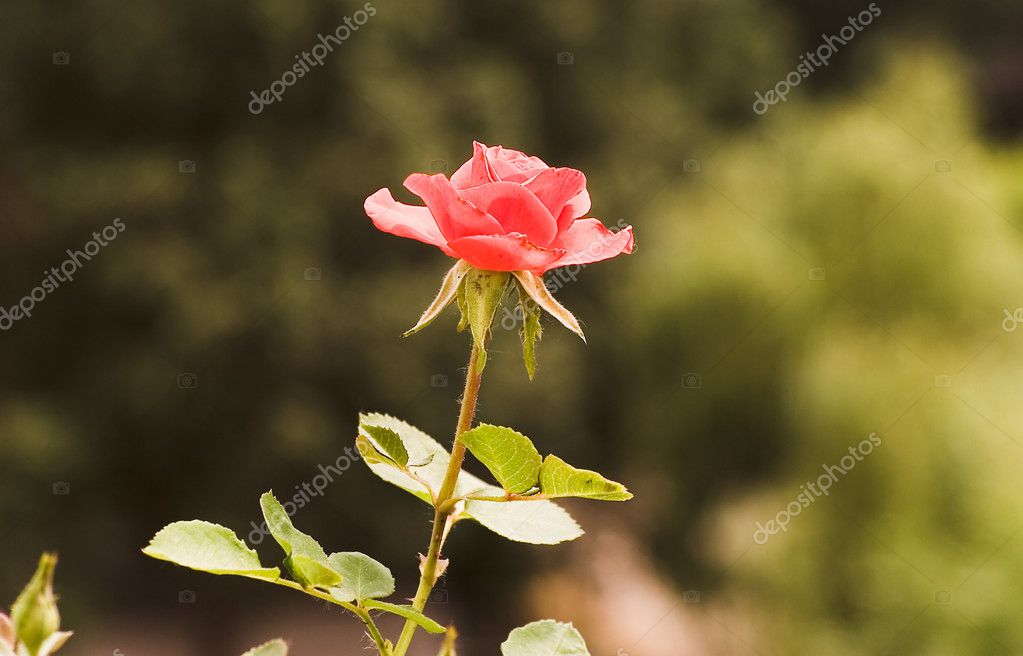 Single rose Stock Photo by ©pitroviz 2267157