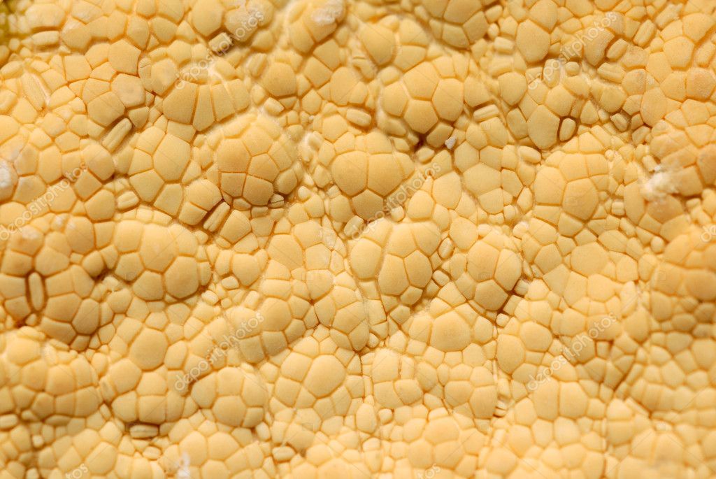 Starfish texture — Stock Photo © vladem #1853969