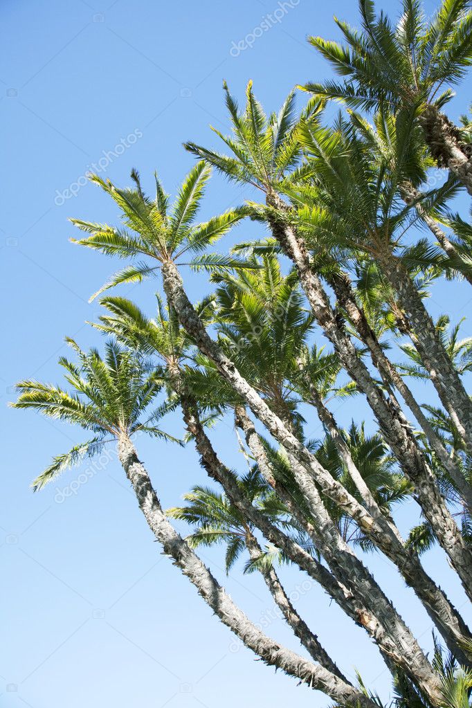 Palm trees — Stock Photo © trubach #1974966