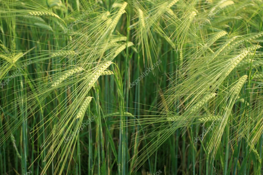 Crops background Stock Photo by ©gsermek 2202994