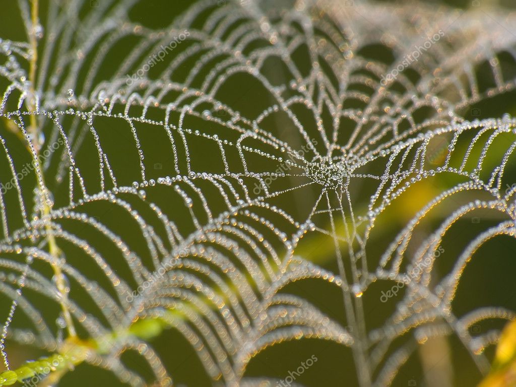 Cobweb Stock Photo by ©scaners3d 2210831