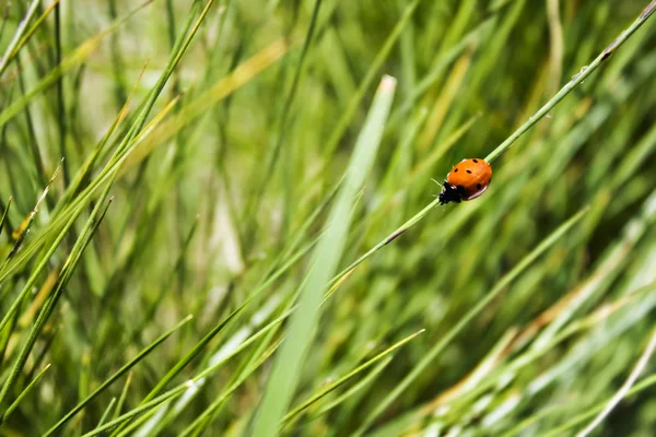 Nature green grass background. Two ladybugs closeup macro image — Stock ...