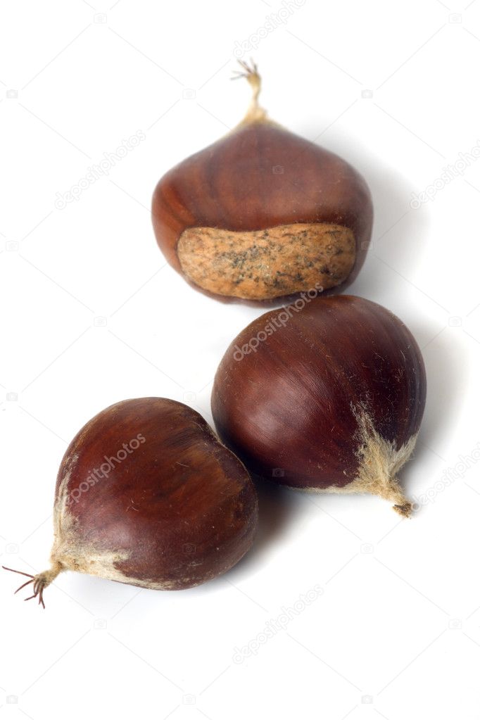 Chestnut isolated on white Stock Photo by ©igordutina 1820015