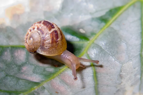 Speed — Stock Photo © siloto #2261375