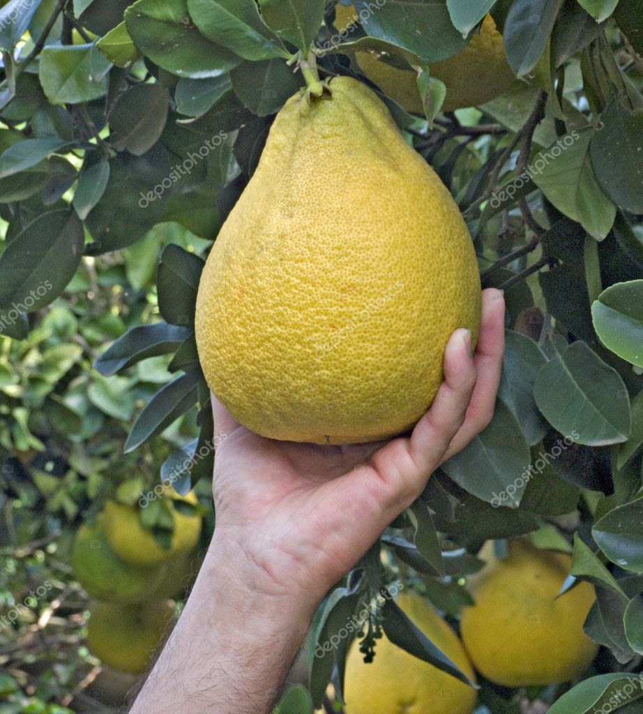 Ripe pomelo on plantation — Stock Photo © vaeenma #2000104