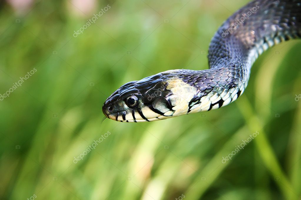 Snake on the beach Stock Photo by ©yura_fx 1799716