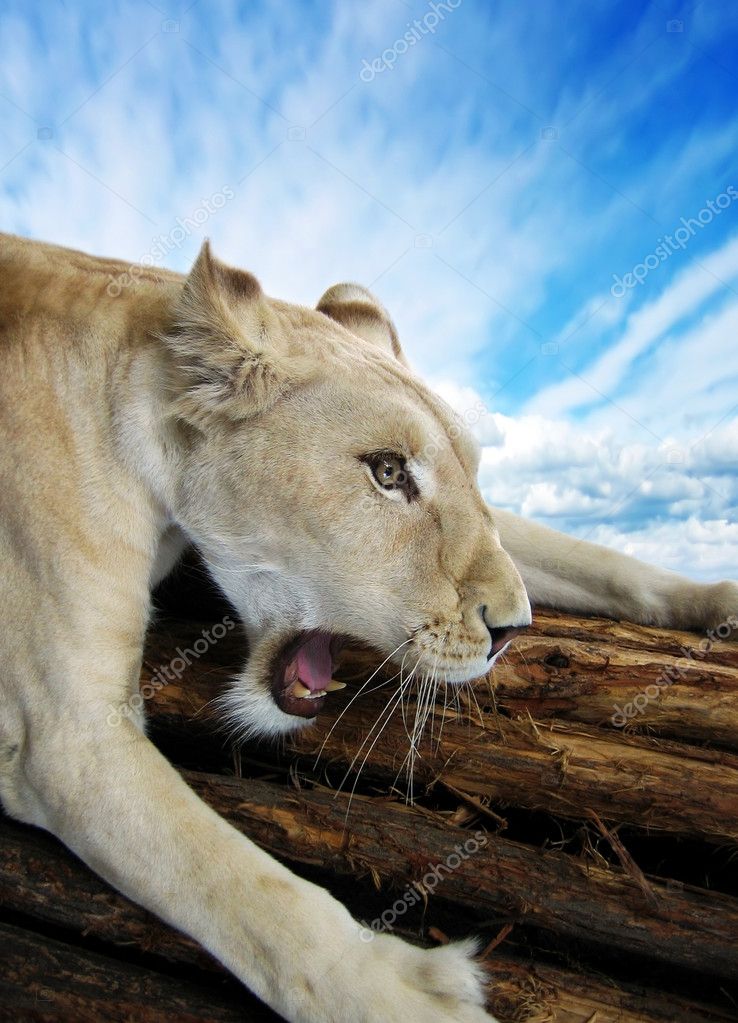 Puma Rugiendo | ppgbbe.intranet.biologia.ufrj.br