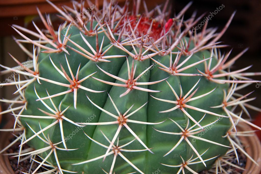 Kactus — Stock Photo © pixel1962 #1822724