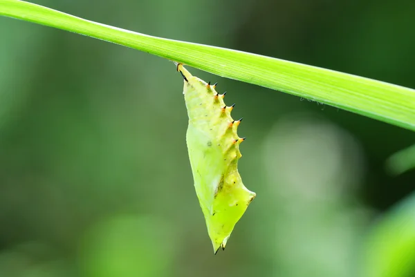 Cocoon — Stock Photo #1840684 - Stock Image - Everypixel