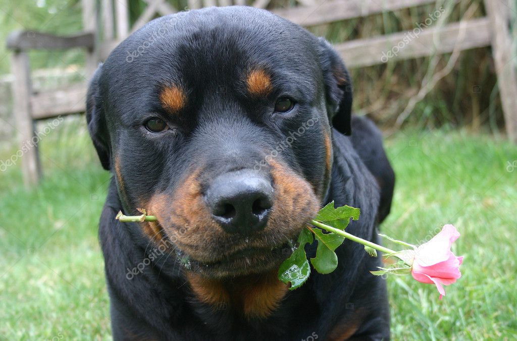 Rottweiler and flower — Stock Photo © cynoclub #1982941
