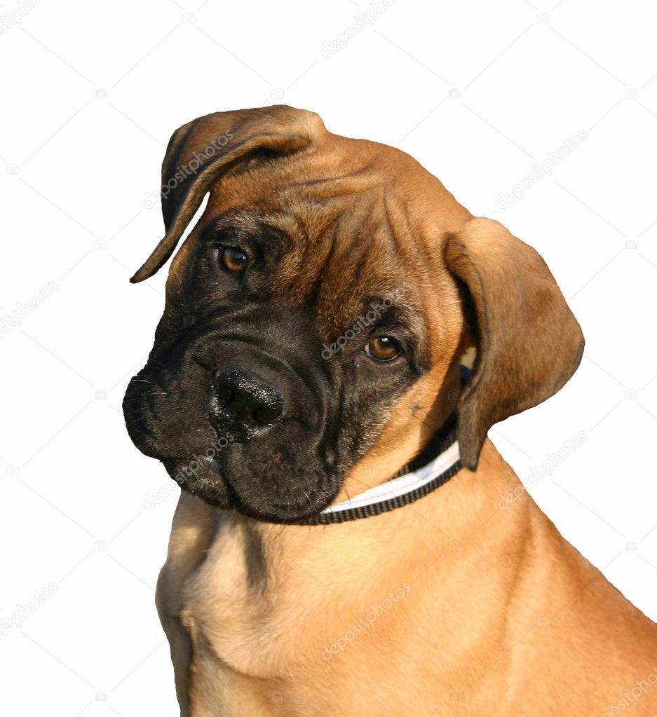 What Is A Bullmastiff Mixed With