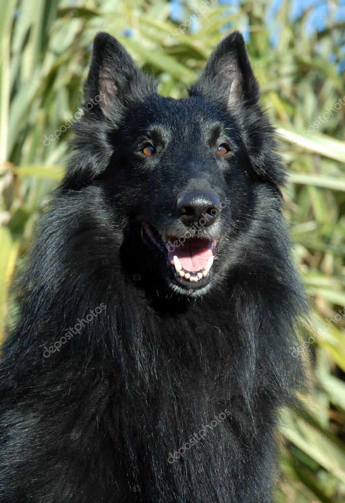 Groendal Stock Photo by ©cynoclub 2246176