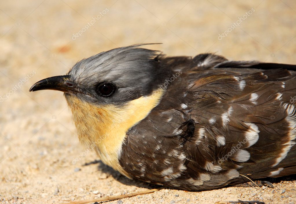 Great Spotted Cuckoo Stock Photo by ©cynoclub 2599931