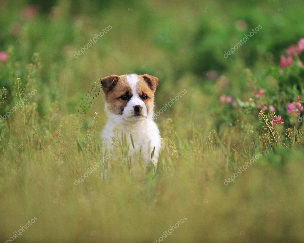 Pretty Animals — Stock Photo © gudayongheb #1952682