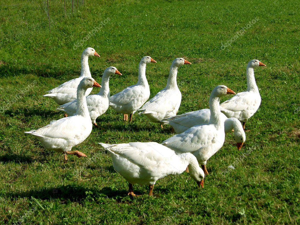 Group of white geese — Stock Photo © michanolimit #1841387