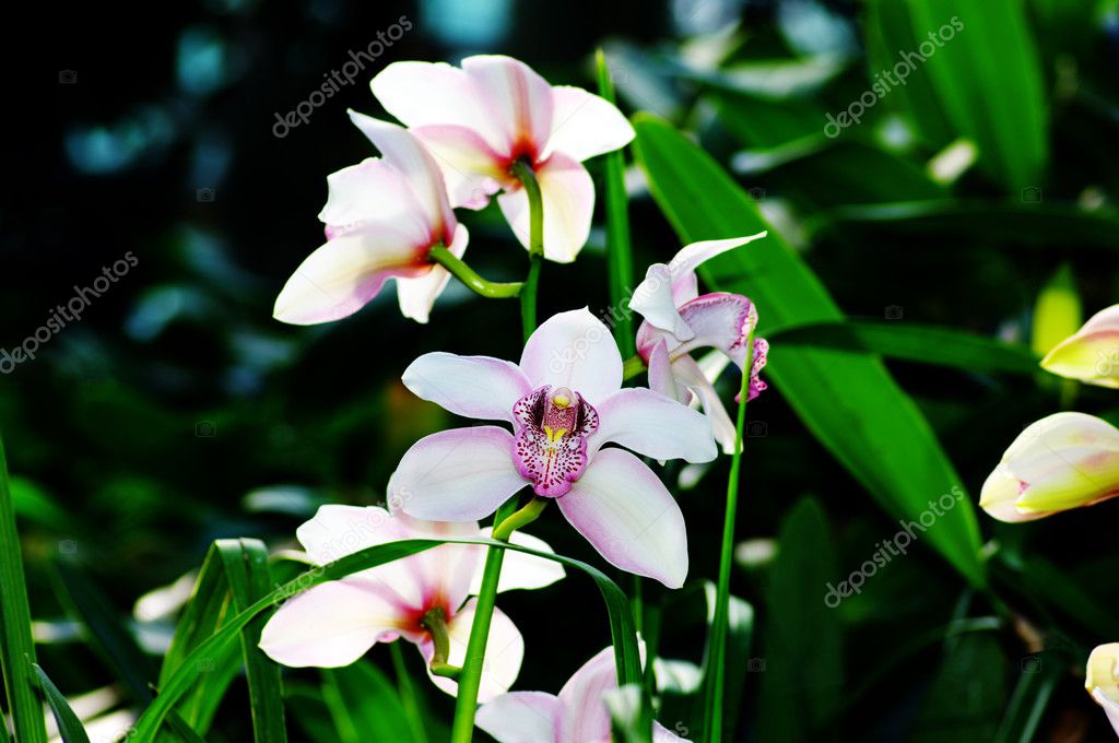 Beautiful orchid flowers cluster — Stock Photo © dolnikov #2518954