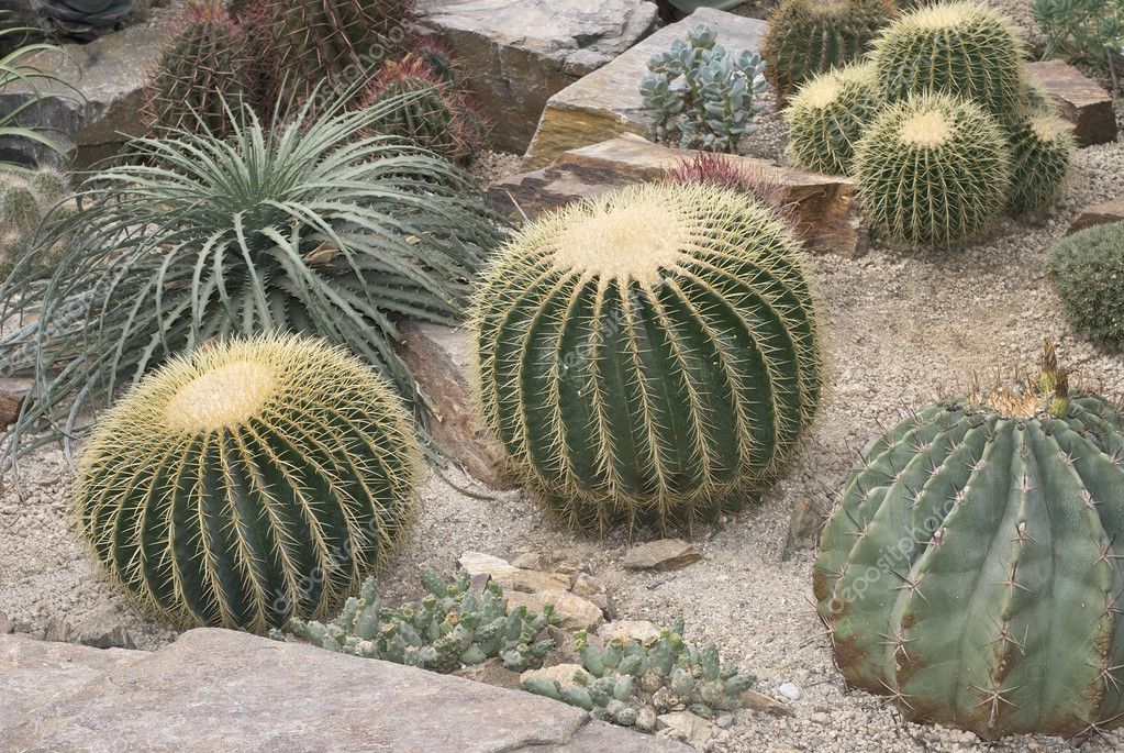 Woestijn klimaat met cactus ⬇ Stockfoto, rechtenvrije foto door ...