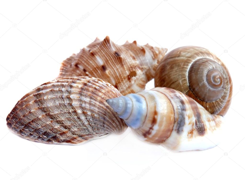 Shells Stock Photo by ©TesAnka 1958947