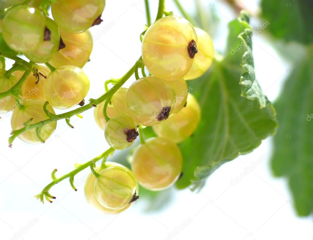 Yellow currant Stock Photo by ©TesAnka 1997739