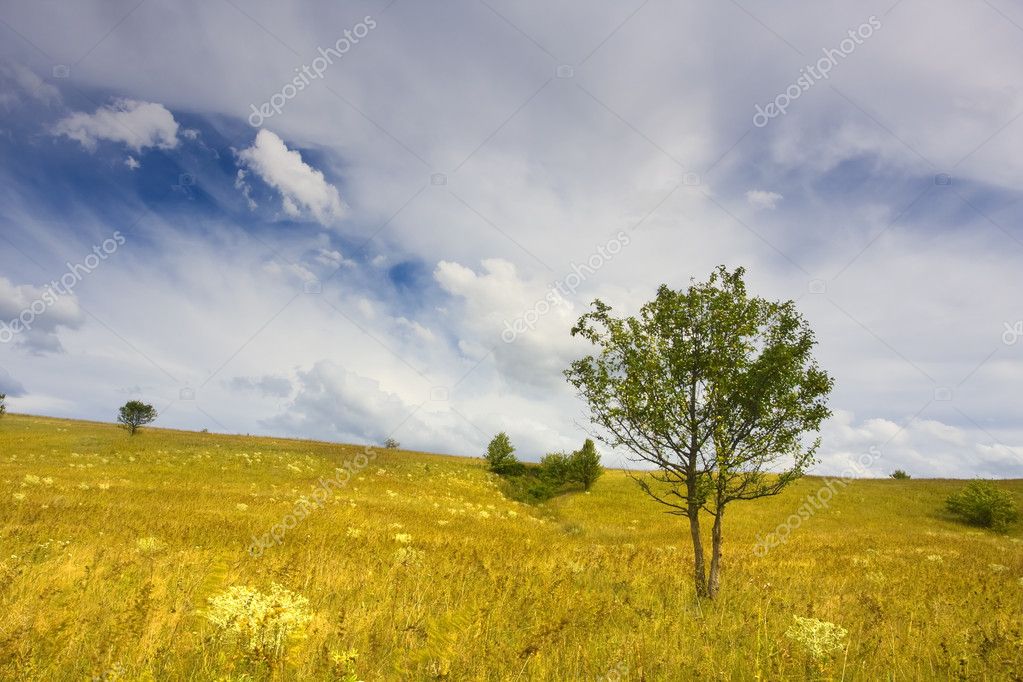 Landscape with sparse trees — Stock Photo © bollwerk #2128802