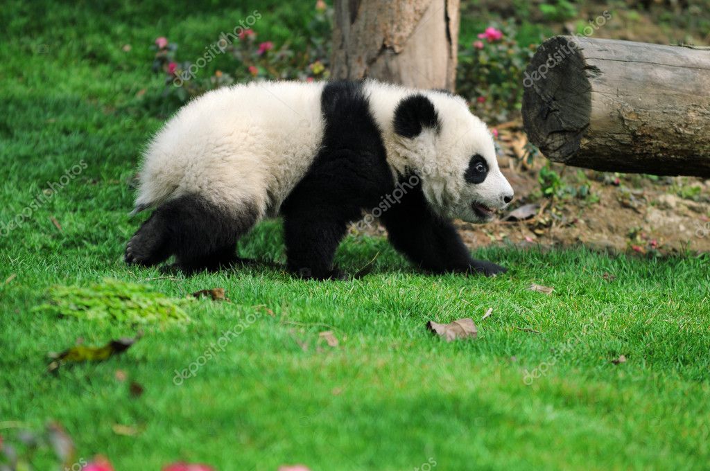 How Does A Panda Walk at Carolann Ness blog