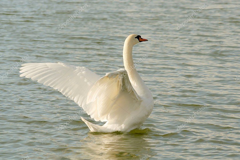 Swan spreads its wings — Stock Photo © nature78 #2081042