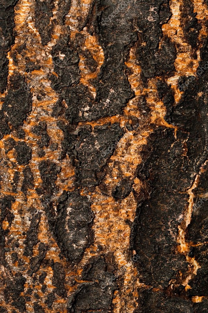 Texture of a tree cortex Stock Photo by ©MilanMarkovic 2079343