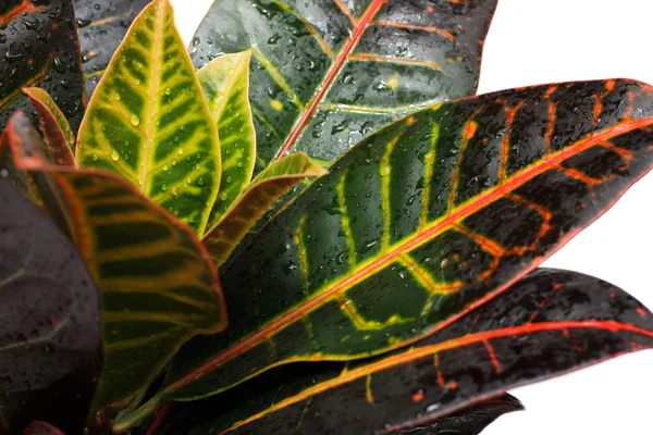ᐈ Croton stock photos, Royalty Free croton plant with names images ...