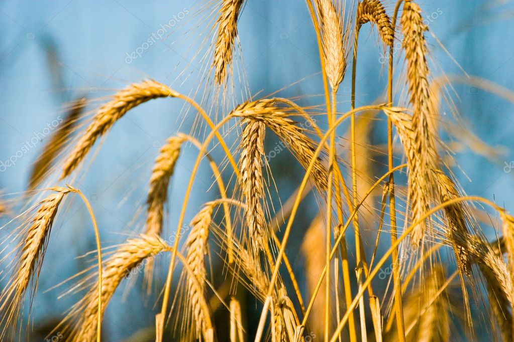 Wild grain — Stock Photo © TSpider #1903156